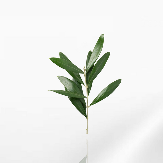 The Science Inside Every Drop of Olive Serum. – Alra Skin Care